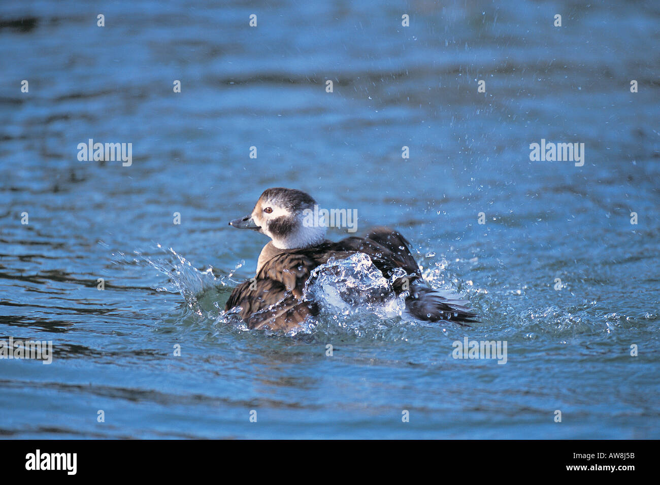 Long tailed duck Clangula hyemalis or old squaw winter female bathing ...