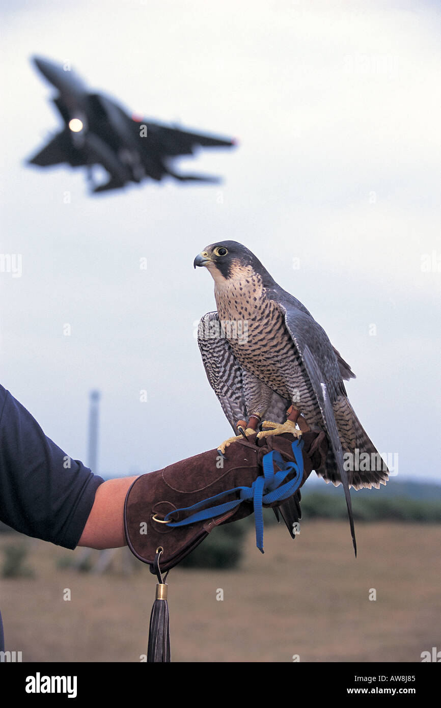 Falconers peregrine Falco peregrinus in bird strike prevention rôle at ...