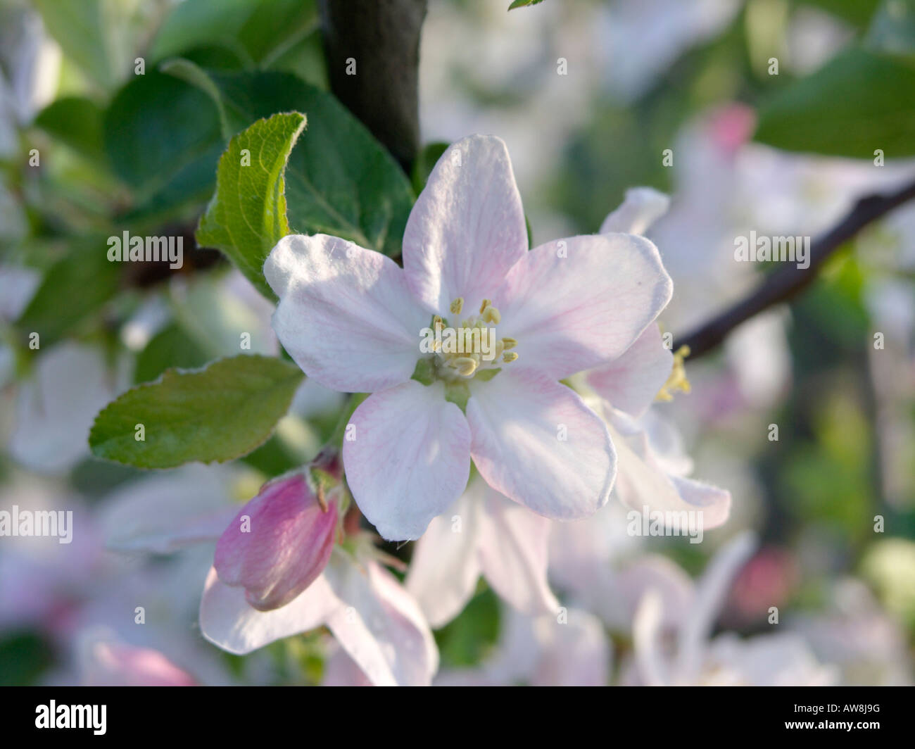 Crab apple (Malus x micromalus Stock Photo - Alamy