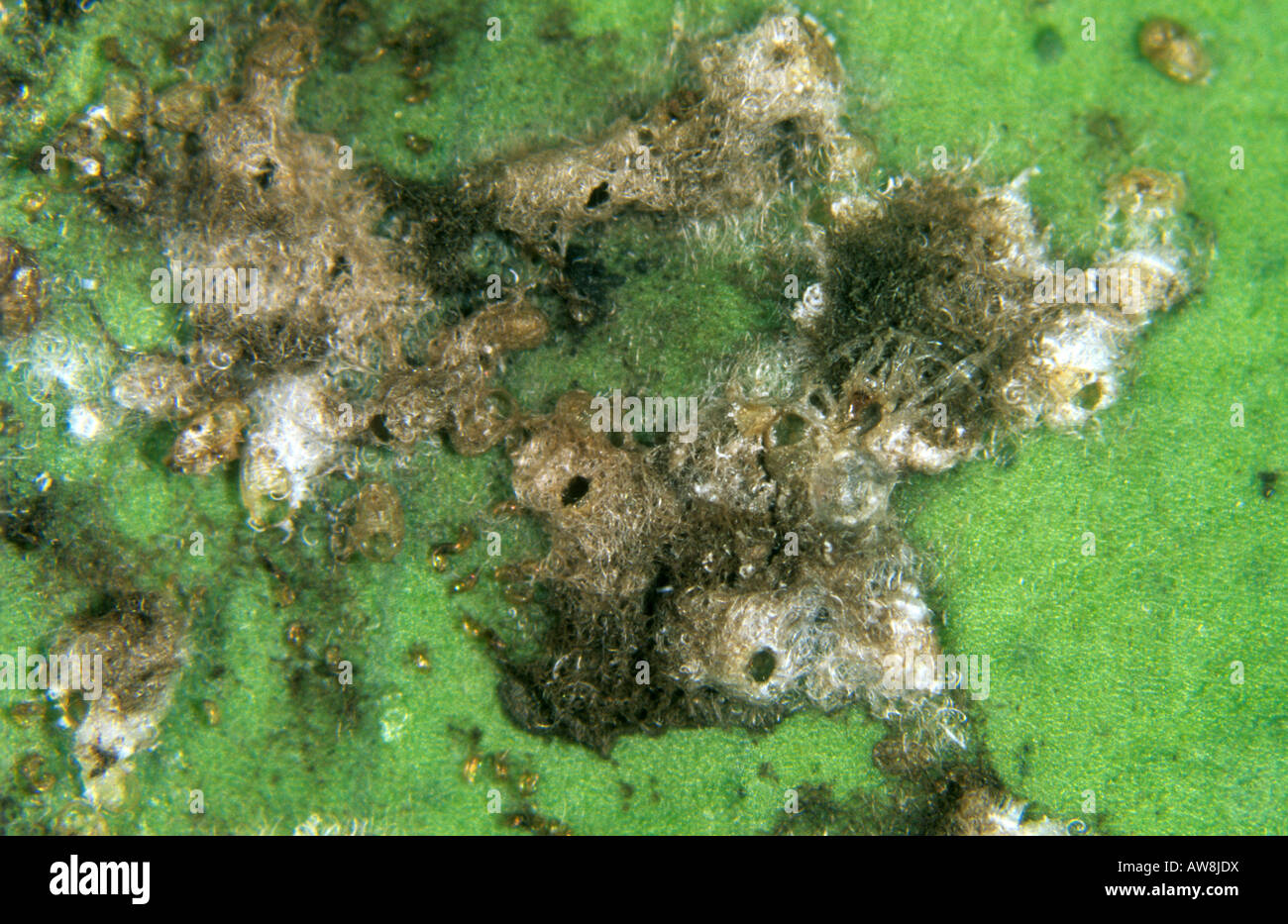 Whitefly parasite hi-res stock photography and images - Alamy