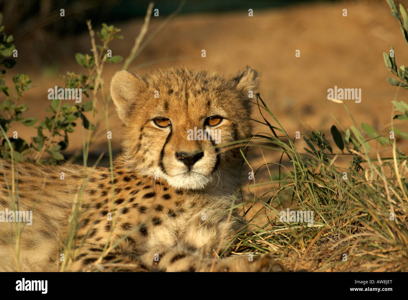 Cheetah cub portrait (Acinonyx jubatus Stock Photo - Alamy