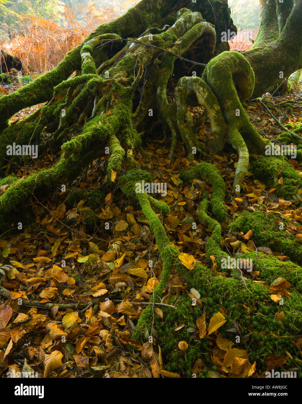 Tangled roots of tree Mark Ash Wood New Forest Hampshire UK Stock Photo ...