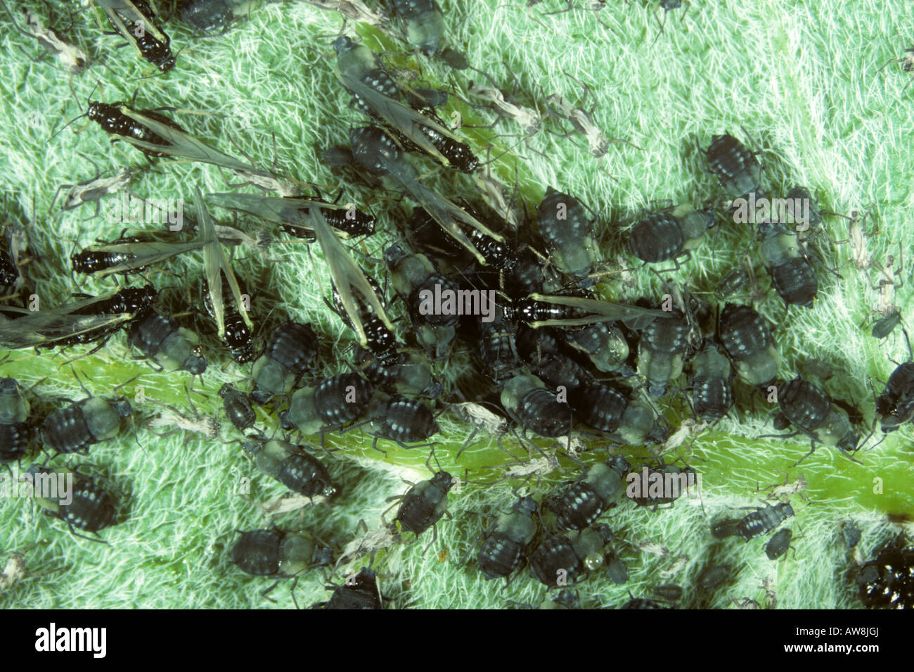 Black bean aphid Aphis fabae infestation on mock orange Philapelphus sp ...