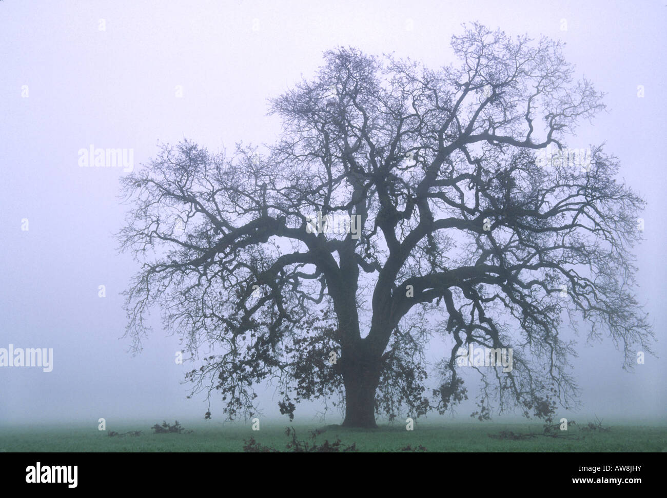 Oak tree in fog Stock Photo - Alamy