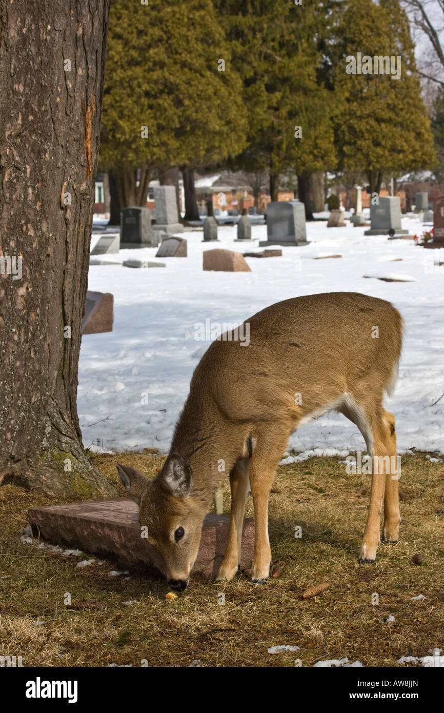 Deer hi res hi-res stock photography and images - Alamy
