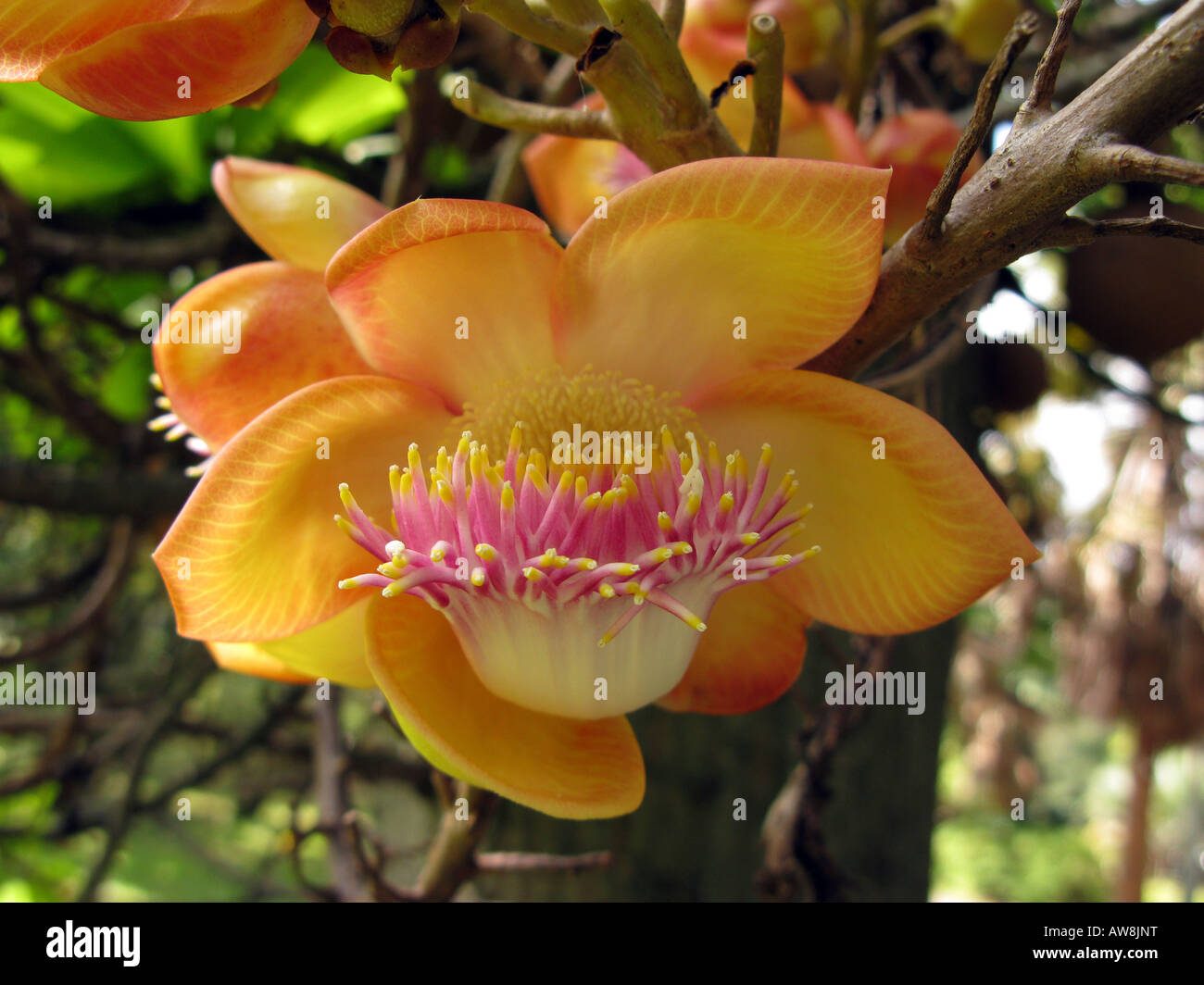 Flower Couroupita guianensis, cannonball tree, rare flower close up ...