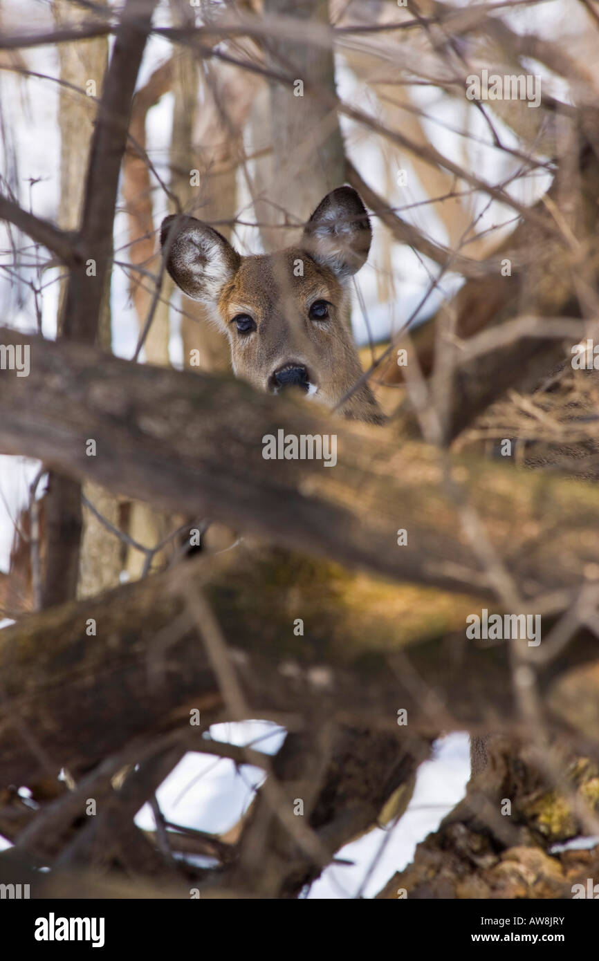Deer peaking thru the trees deer white tail young tongue peaking winter ...