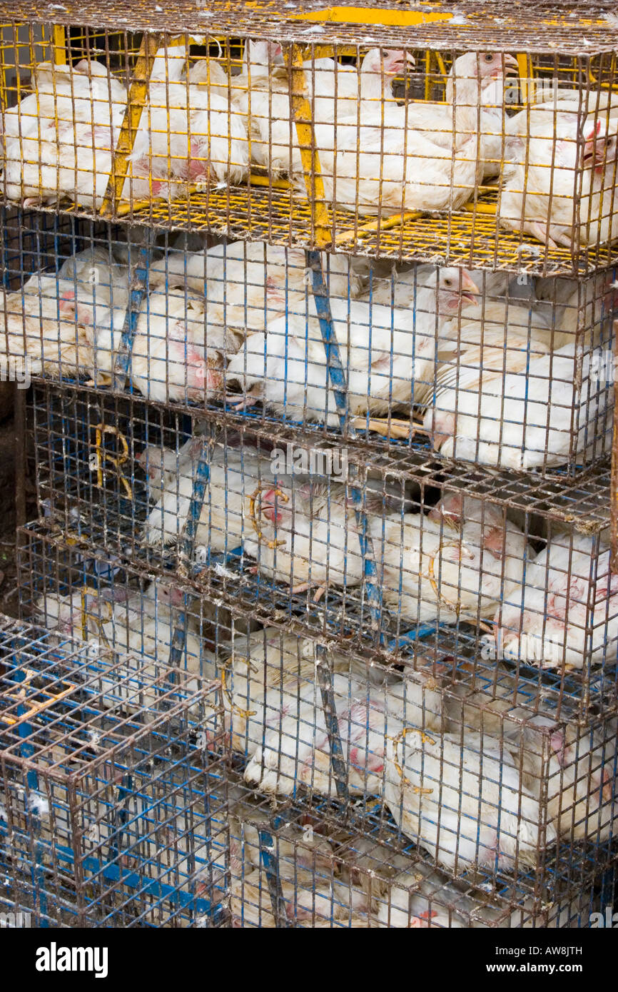 Chickens crammed into tiny cages outside a poultry shop in Banaglore ...