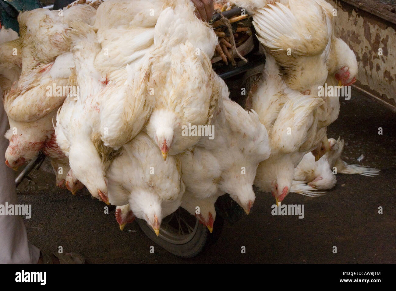 Legs tied together hi-res stock photography and images - Alamy