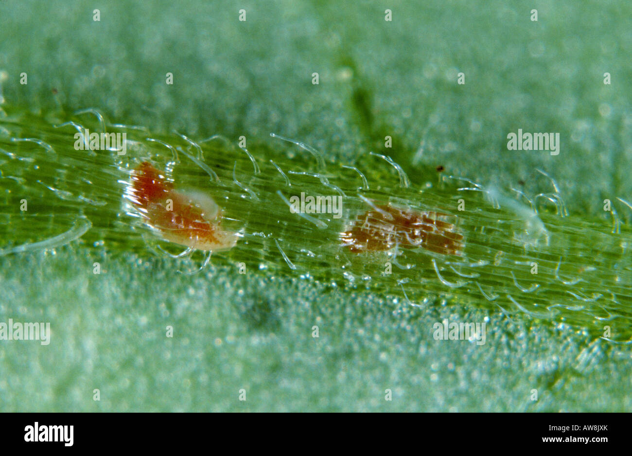 Tomato leafhopper (Hauptidia maroccana) eggs parasitised by a fairyfly ...