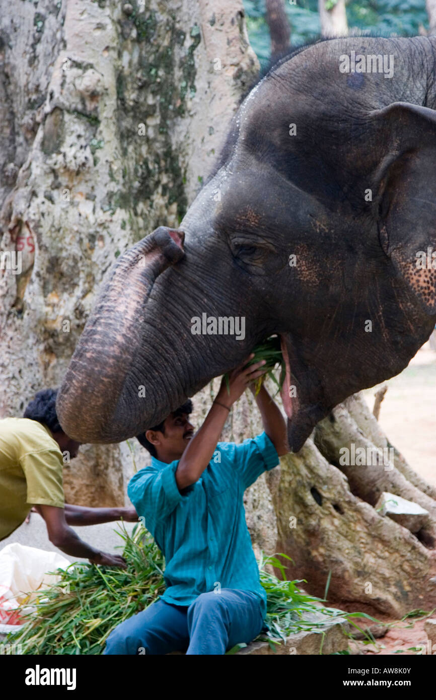 Person feeding elephant hi-res stock photography and images - Alamy