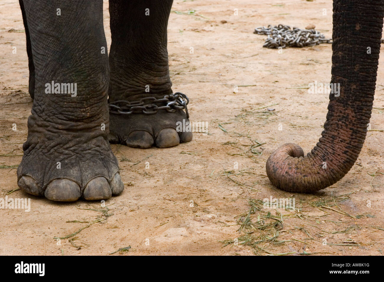 Elephant feet zoo hi-res stock photography and images - Alamy