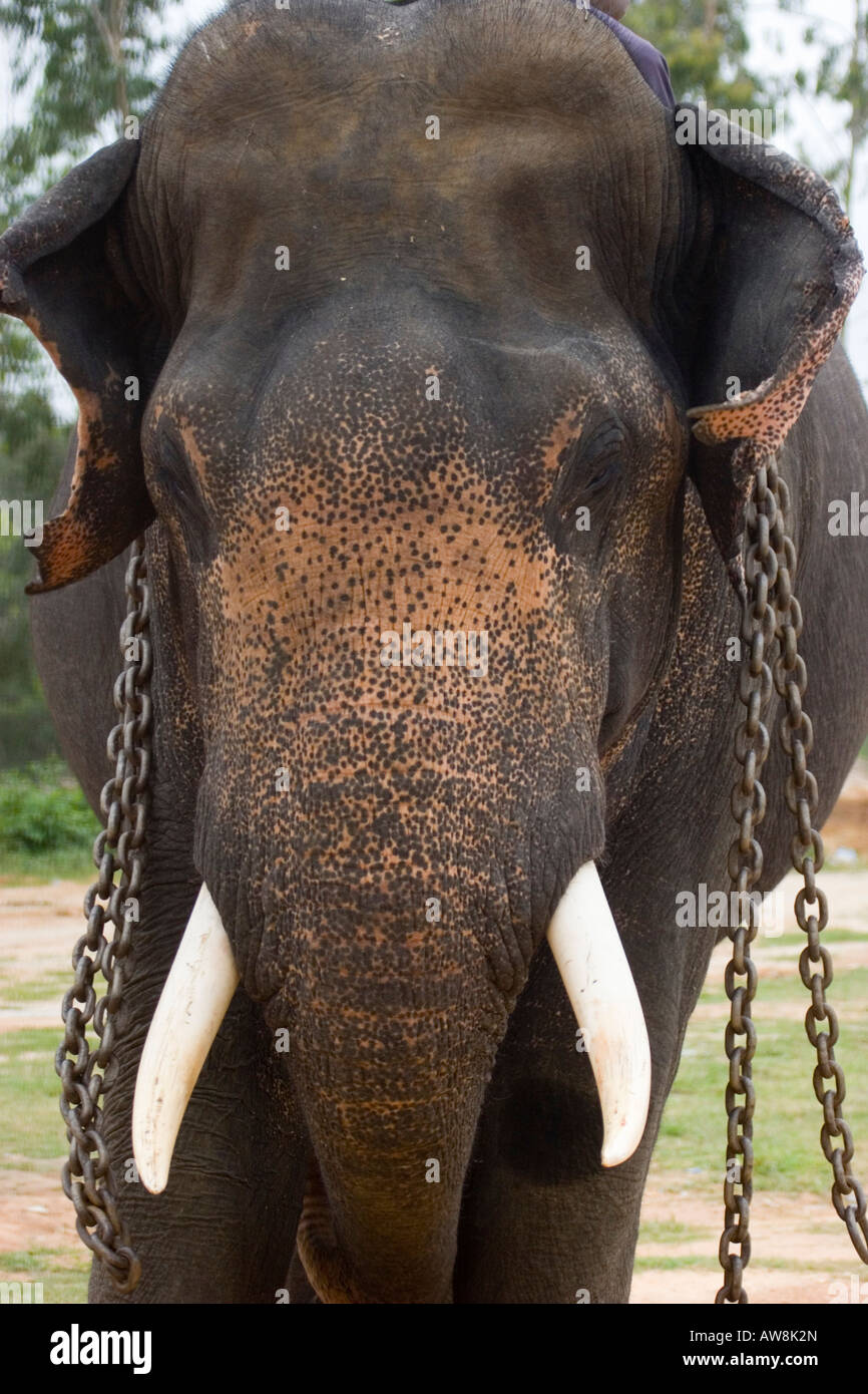 Tied elephant hi-res stock photography and images - Alamy