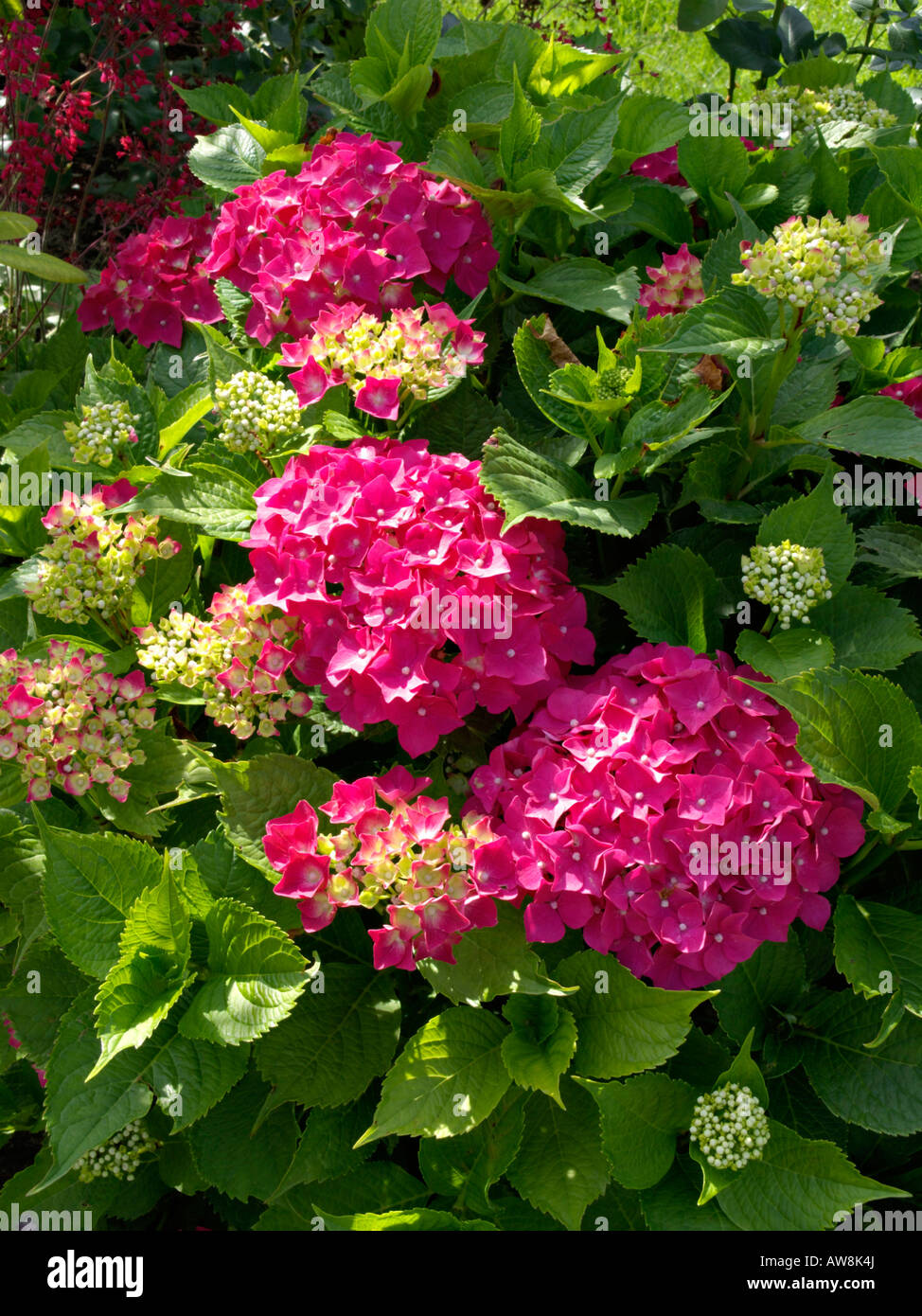 Big-leaved hydrangea (Hydrangea macrophylla Stock Photo - Alamy
