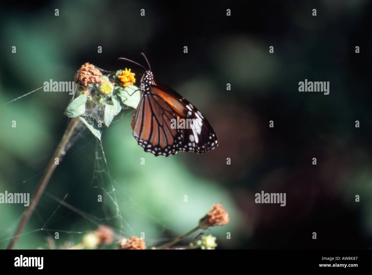 A Colourful Butterfly Okinawa Japan Stock Photo - Alamy