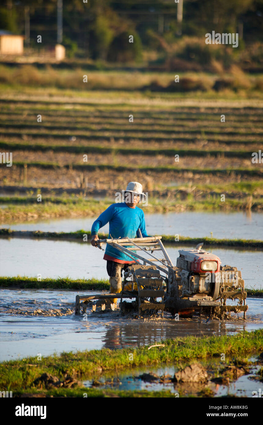 A Thai rice farmer in Chiang Rai province northern Thailand preparing ...