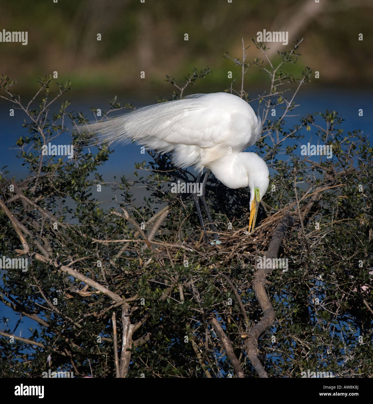 Great Egret, ardea alba, on a nest Stock Photo - Alamy