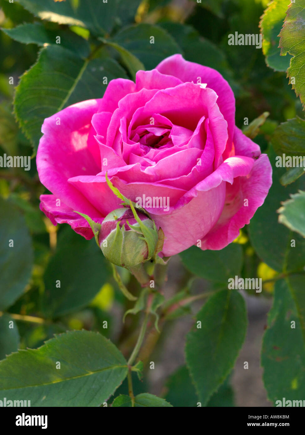 Carta rosa hi-res stock photography and images - Alamy