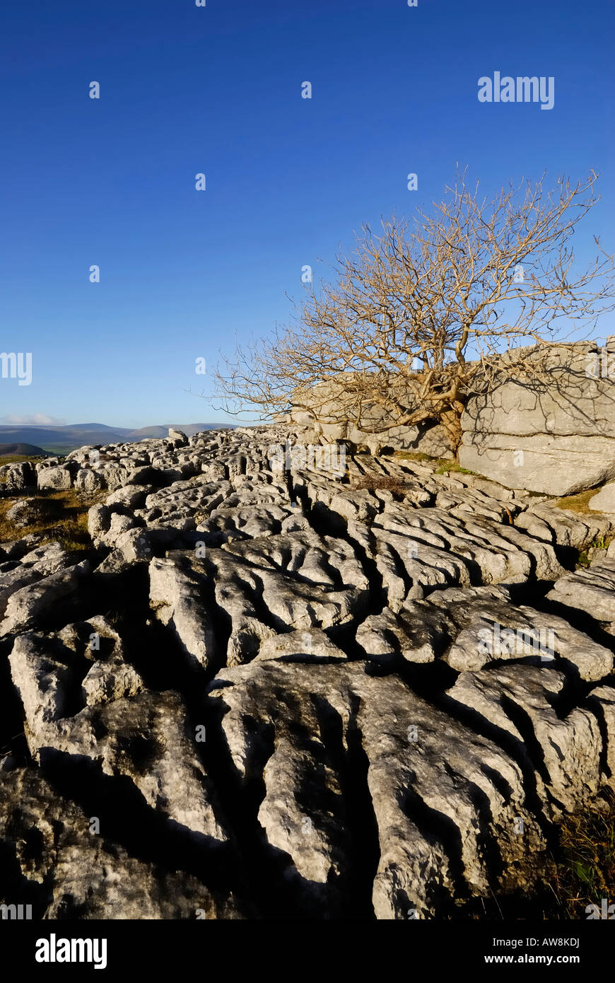 Limestone pavement and tree Stock Photo - Alamy