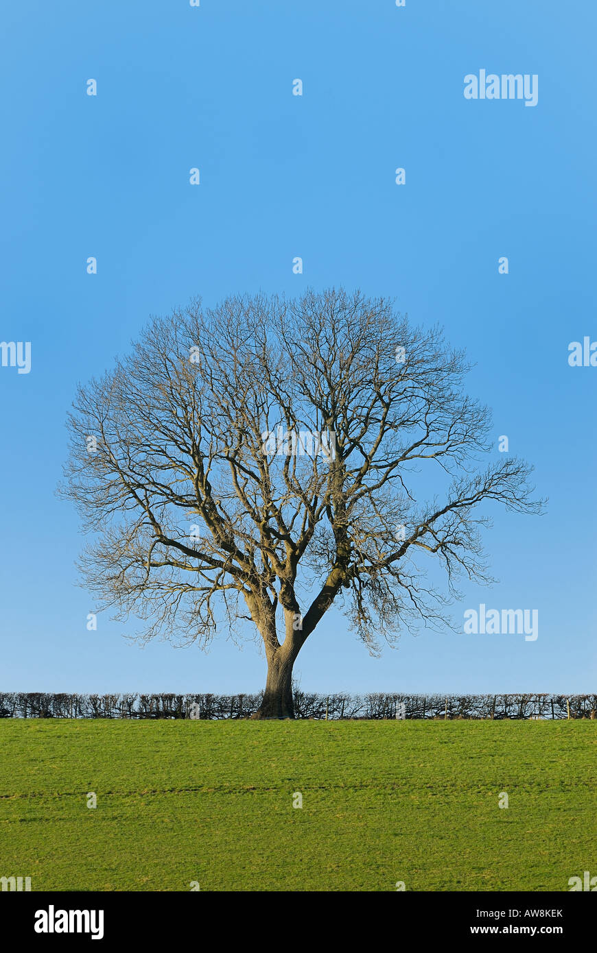 Hedgerow tree hi-res stock photography and images - Alamy
