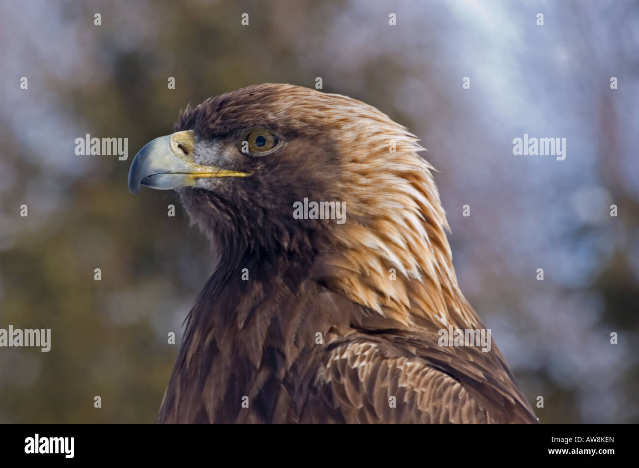 A Golden Eagle Close-up Stock Photo - Alamy