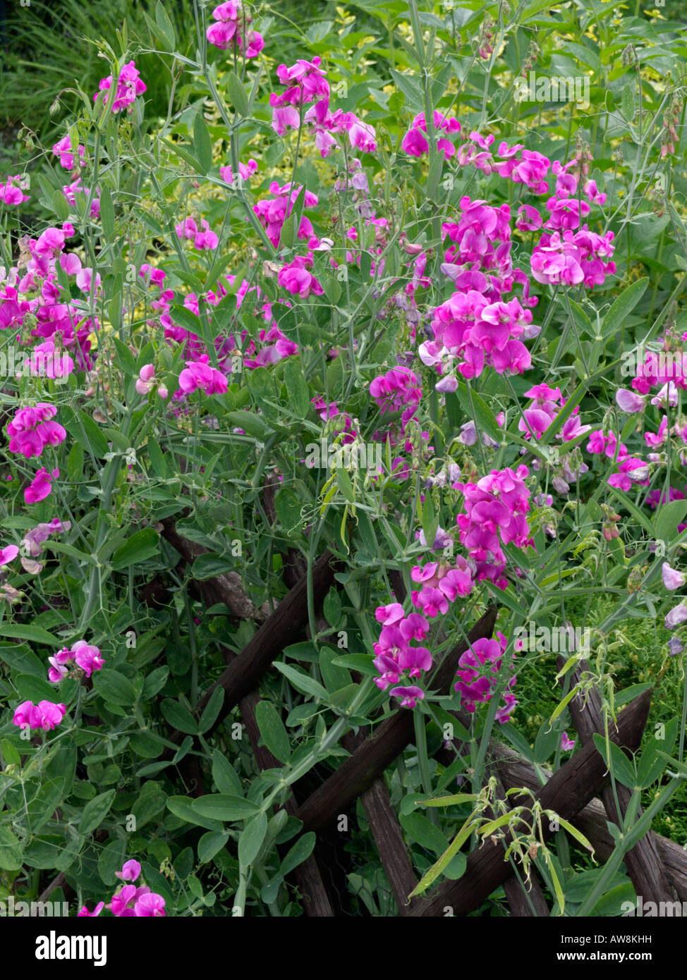 Everlasting pea (Lathyrus latifolius Stock Photo - Alamy
