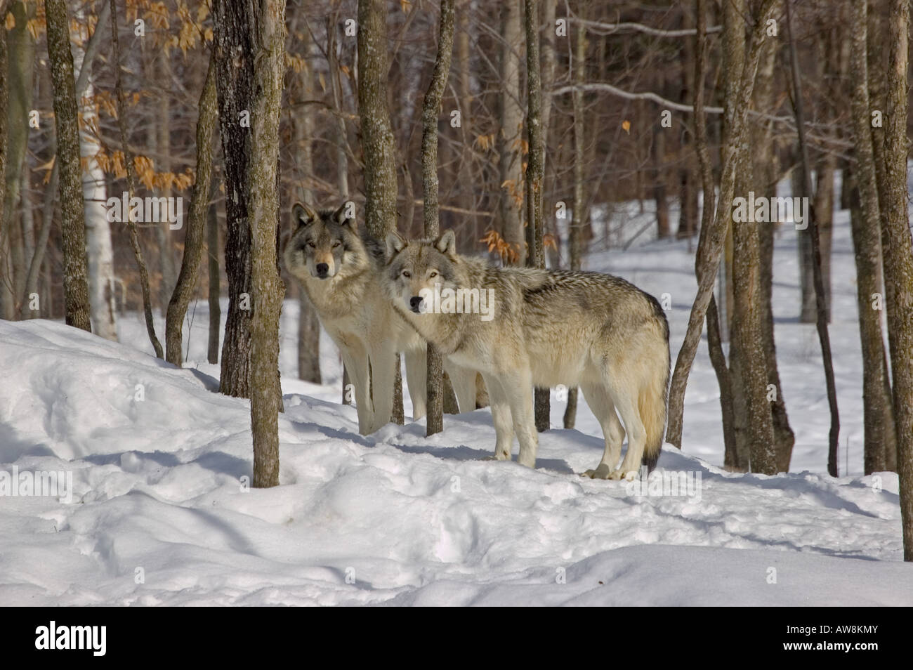 A Pair of Watching Timber Wolves Stock Photo - Alamy