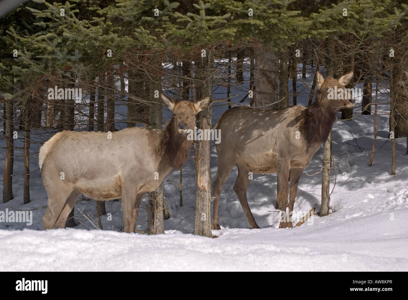 A Pair of Elk Stock Photo - Alamy