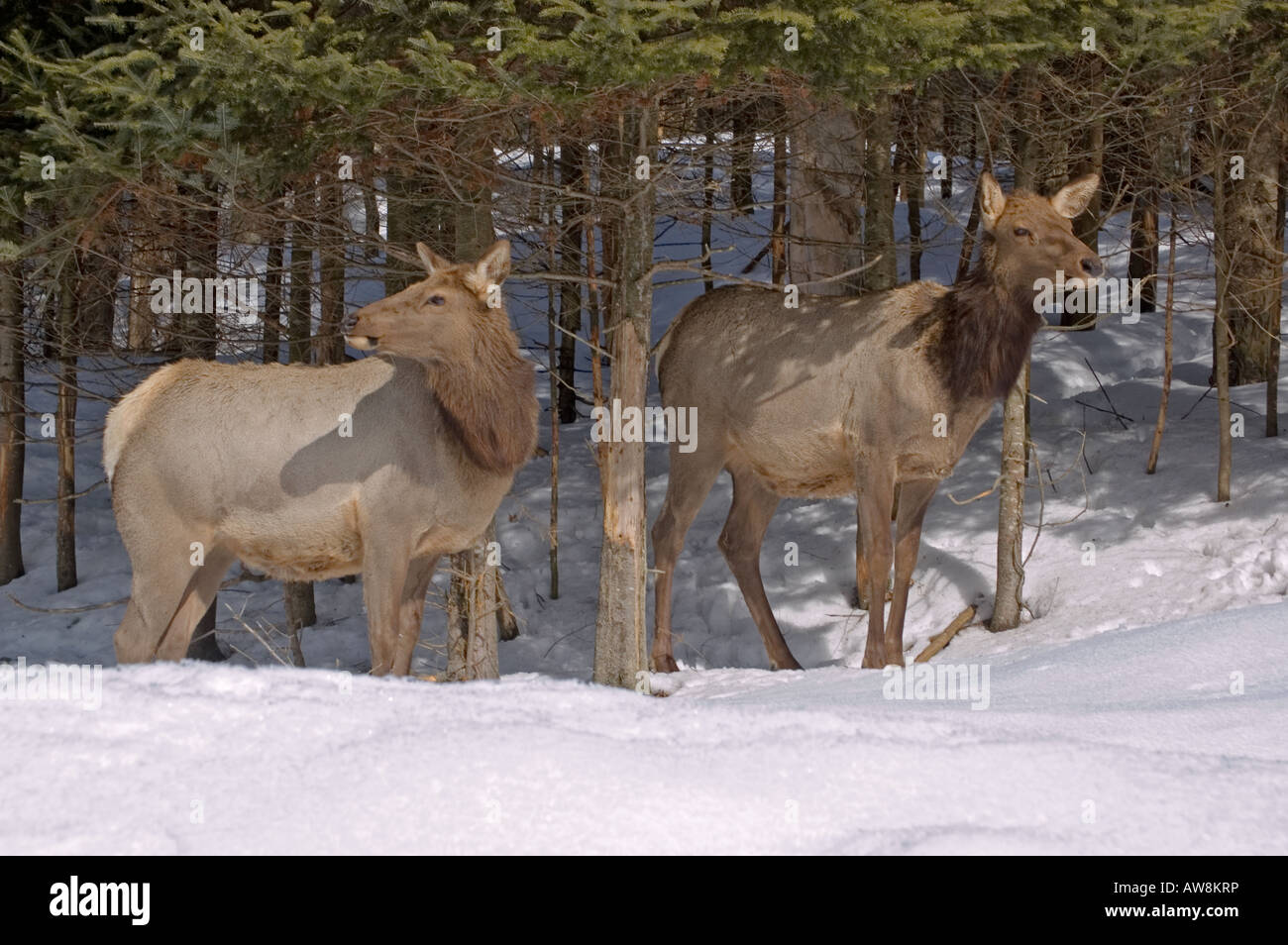 A Pair of Elk Stock Photo - Alamy