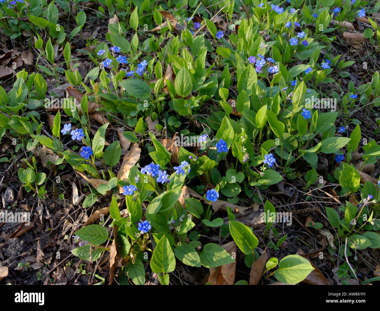 Blue-eyed Mary (Omphalodes verna Stock Photo - Alamy