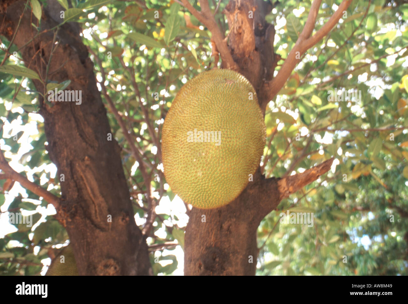 Fruit on a Tree Myanmar Stock Photo - Alamy