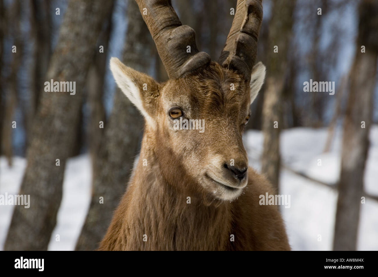 Canada ibex hi-res stock photography and images - Alamy
