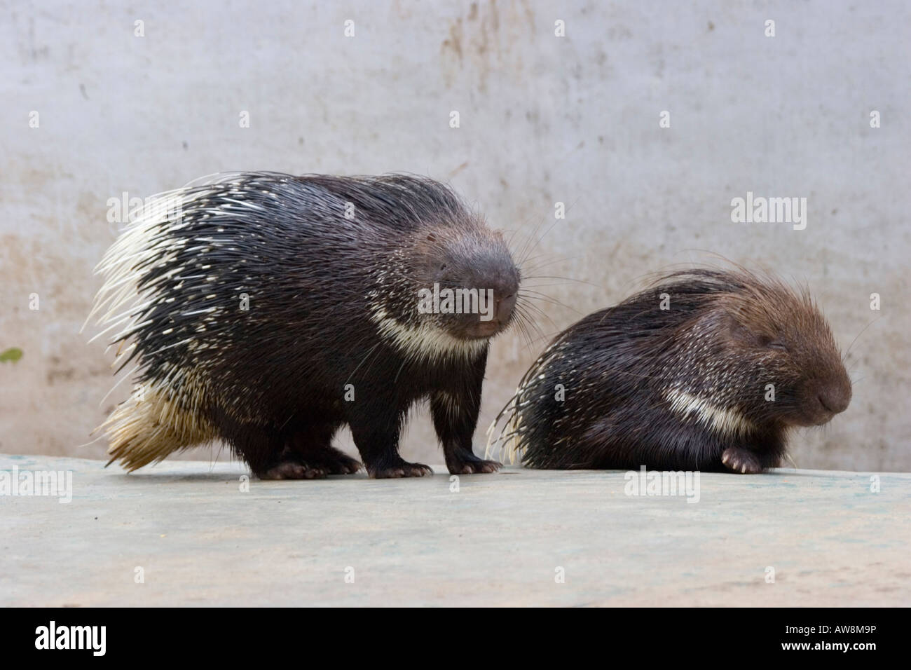 Porcupine Of India High Resolution Stock Photography and Images - Alamy