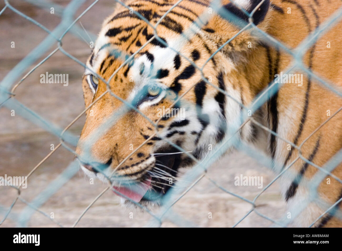A caged tiger behind the wire fence of his enclosure Stock Photo - Alamy