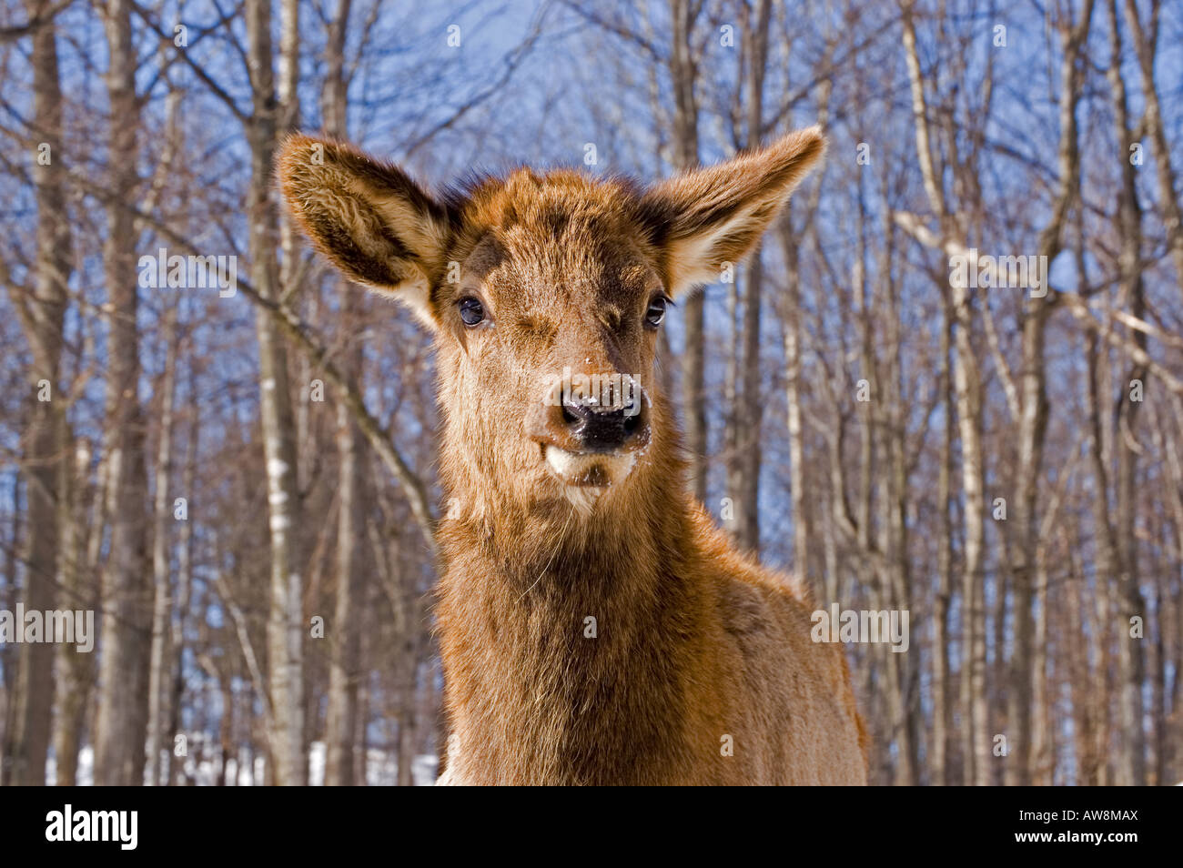 A Close-up of an Elk Stock Photo - Alamy