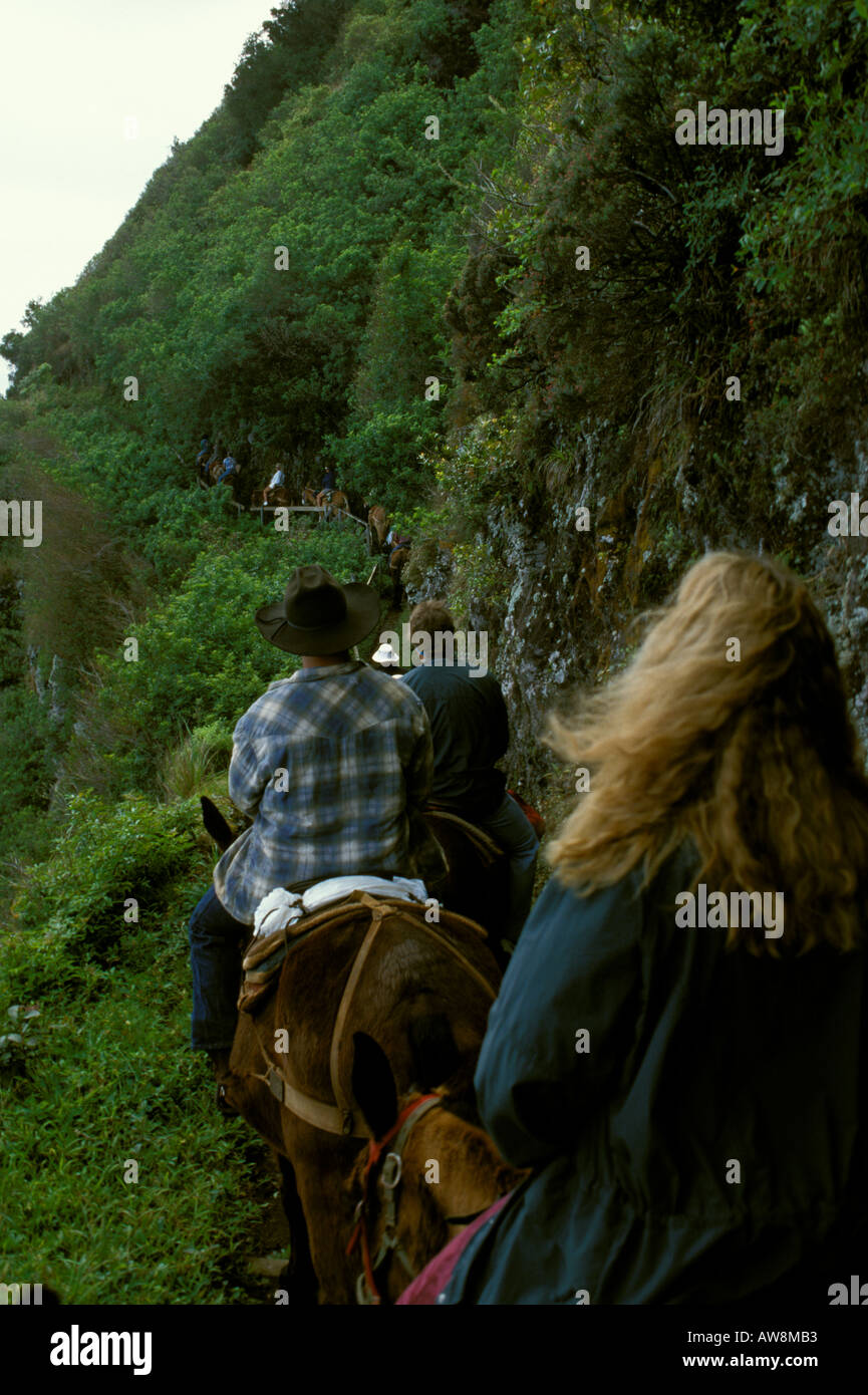 Mule Ride to Kalaupapa Molokai HI Hawaii Stock Photo - Alamy