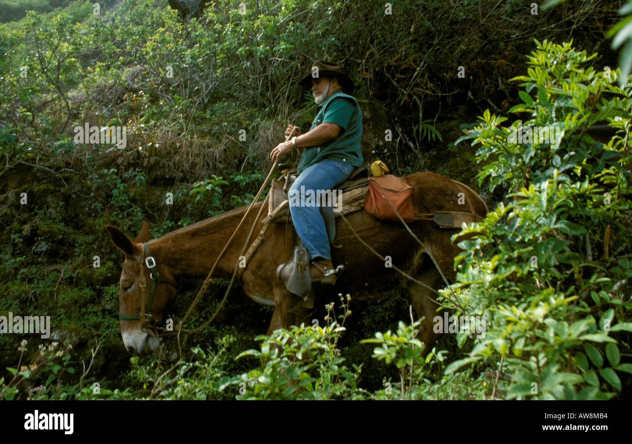 Mule ride to Kalaupapa Molokai HI Hawaii USA Stock Photo - Alamy