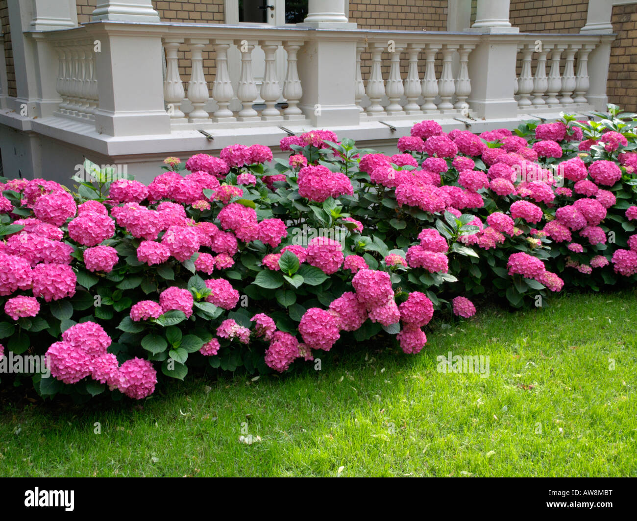 Big-leaved hydrangea (Hydrangea macrophylla Stock Photo - Alamy