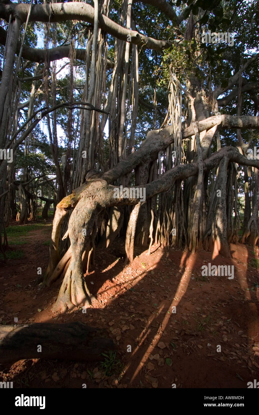 The Big Banyan Tree a popular tourist spot at Ramohalli near Banaglore ...