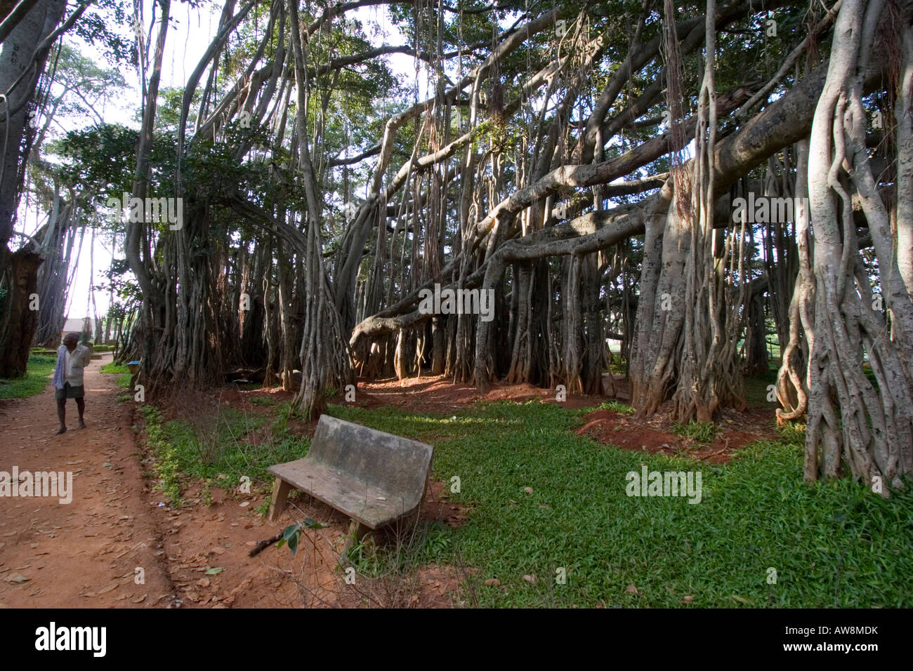 The Big Banyan Tree a popular tourist spot at Ramohalli near Banaglore ...