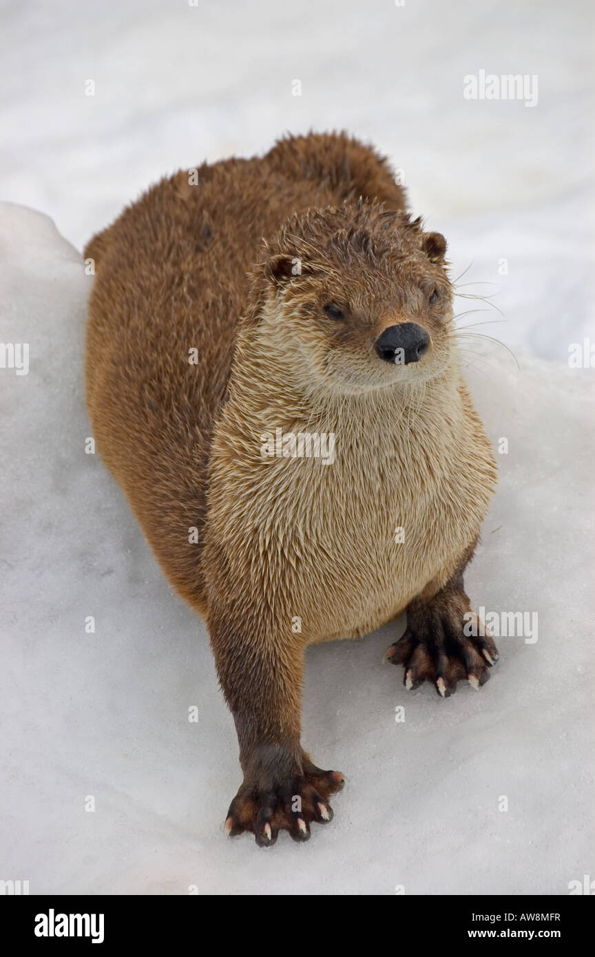 Northern River Otter in Winter Stock Photo - Alamy