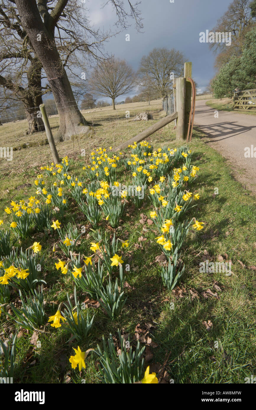 Yellow daffodil wild flowers growing wild in the countryside Stock ...