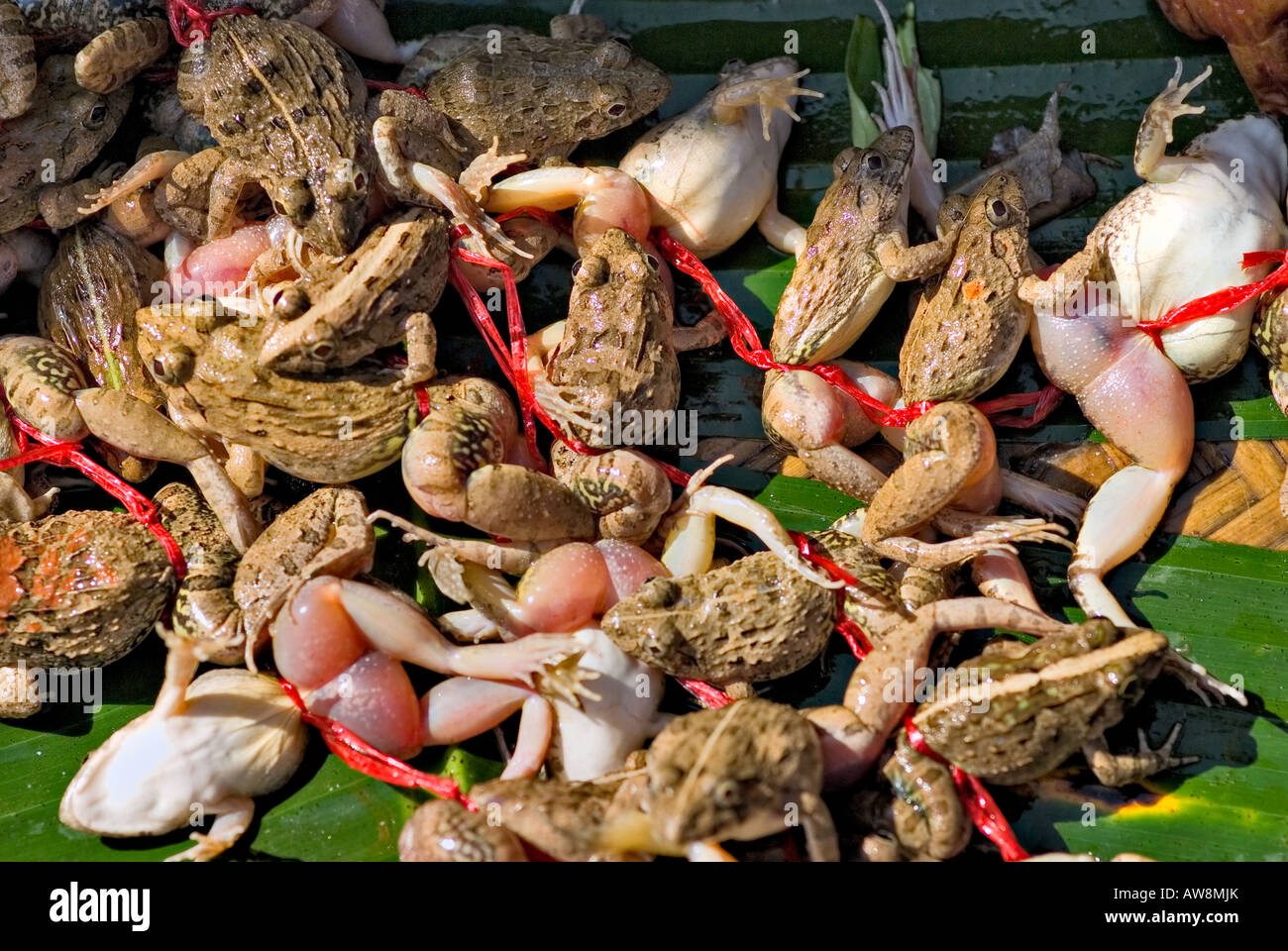 Frog in a recipe ready to eat, Laos Stock Photo - Alamy