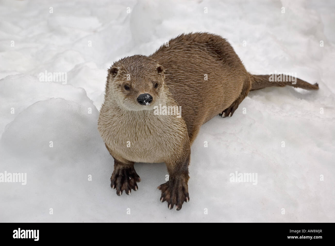 Northern River Otter in Winter Stock Photo - Alamy
