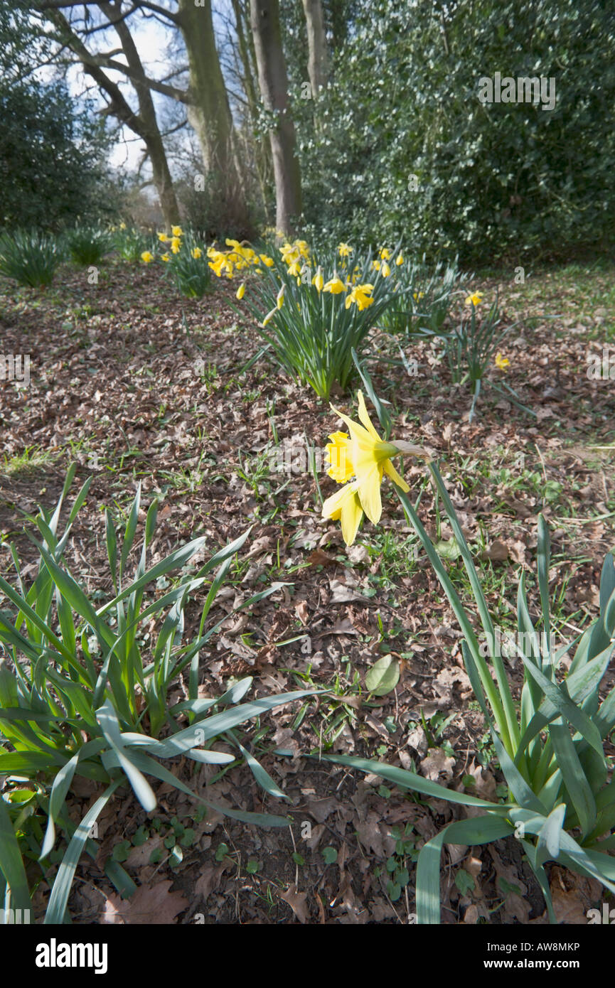 Yellow daffodil wild flowers growing wild in the countryside Stock ...
