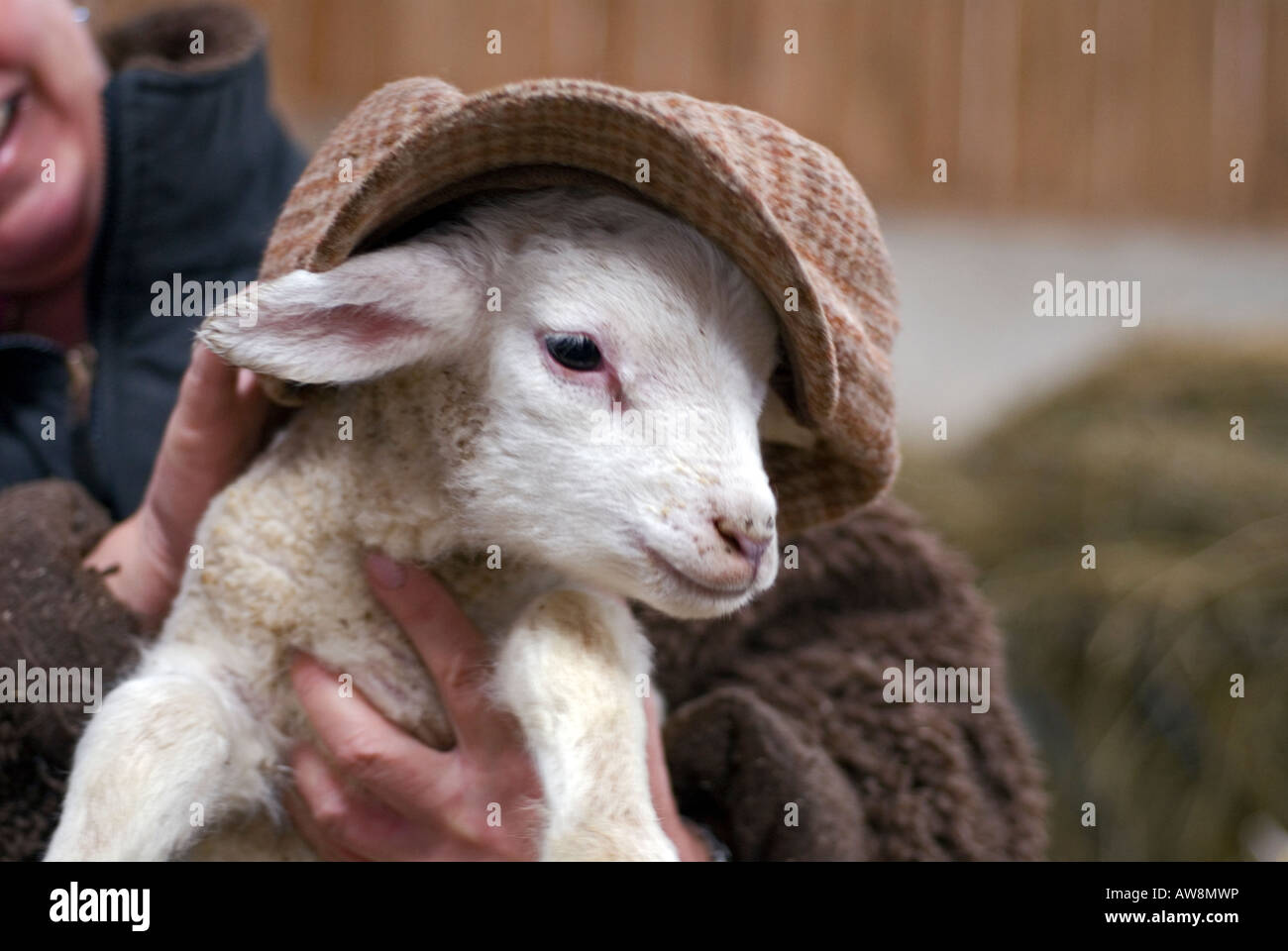 Lambs In Hats