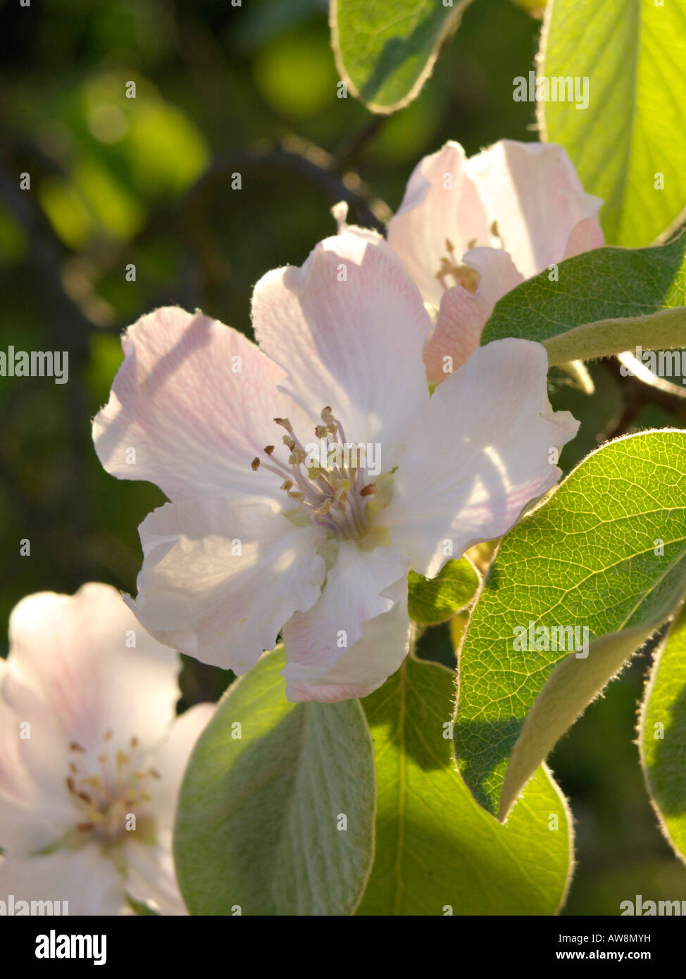 Cydonia oblonga hi-res stock photography and images - Alamy