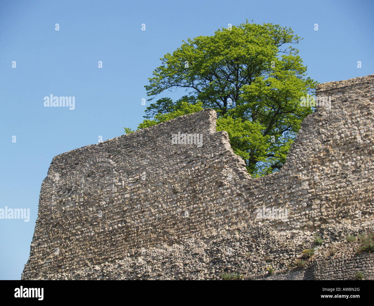 breached medieval norman castle war green tree Stock Photo - Alamy
