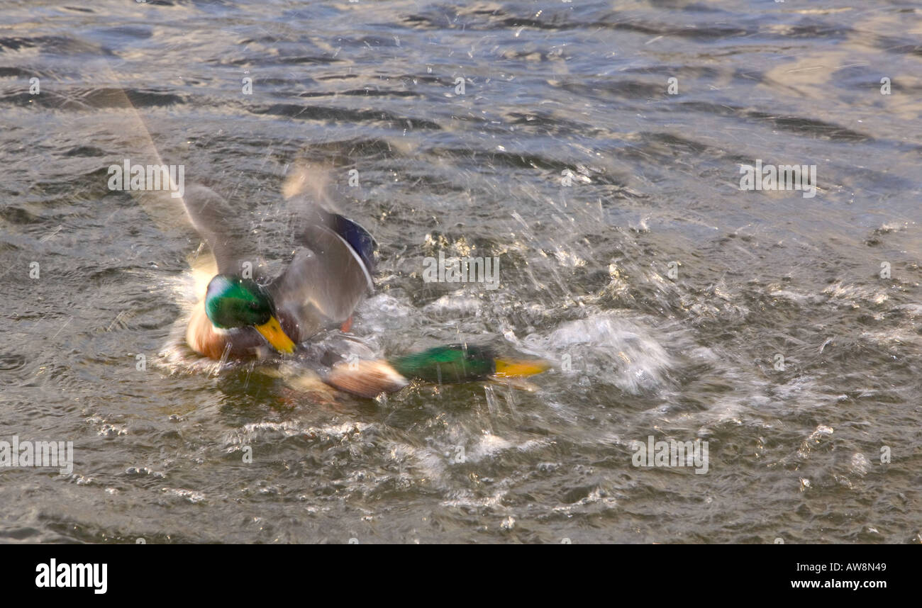 Male Mallards fighting on lake windermere, Lake District, UK Stock ...
