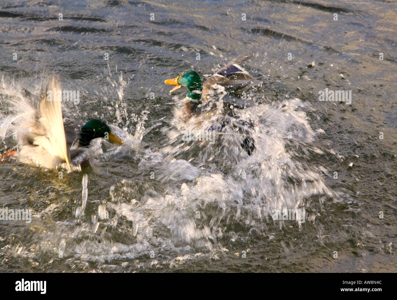 Male Mallards fighting on lake windermere, Lake District, UK Stock ...